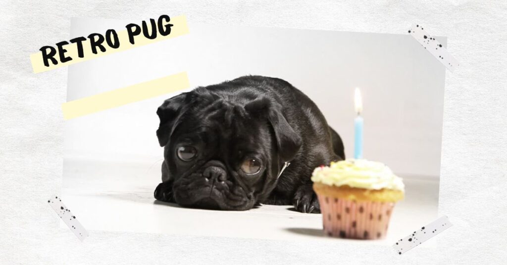 Retro Pug: Nostalgia and Charm in a Timeless Breed - Venison Magazine